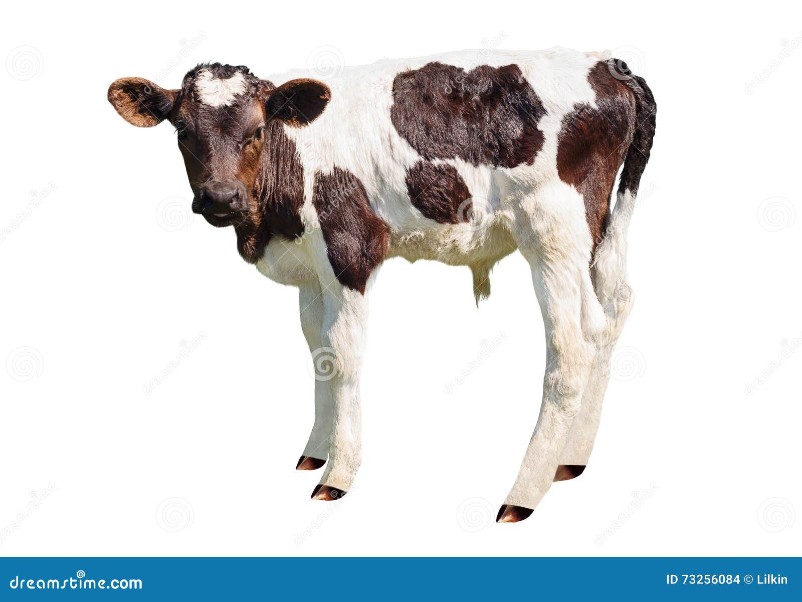 Calf Isolated on White Background Stock Photo - Image of side, animal ... Calf Isolated on White Background Stock Photo - Image of side, animal ...