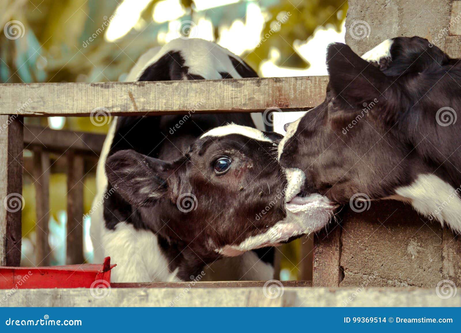 Calf Kissing stock photo. Image of nature, kiss, beef - 99369514