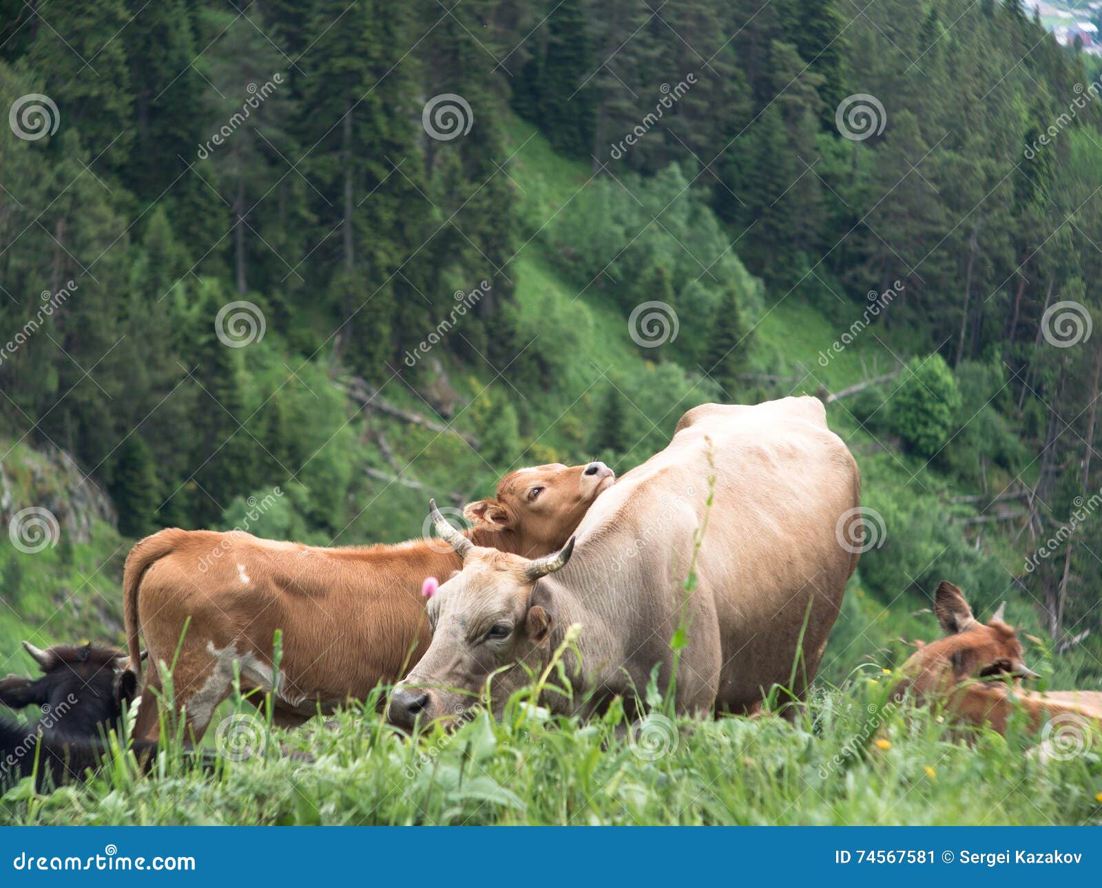 Calf Laid His Head on a Cow Stock Image - Image of landscape, laid ...