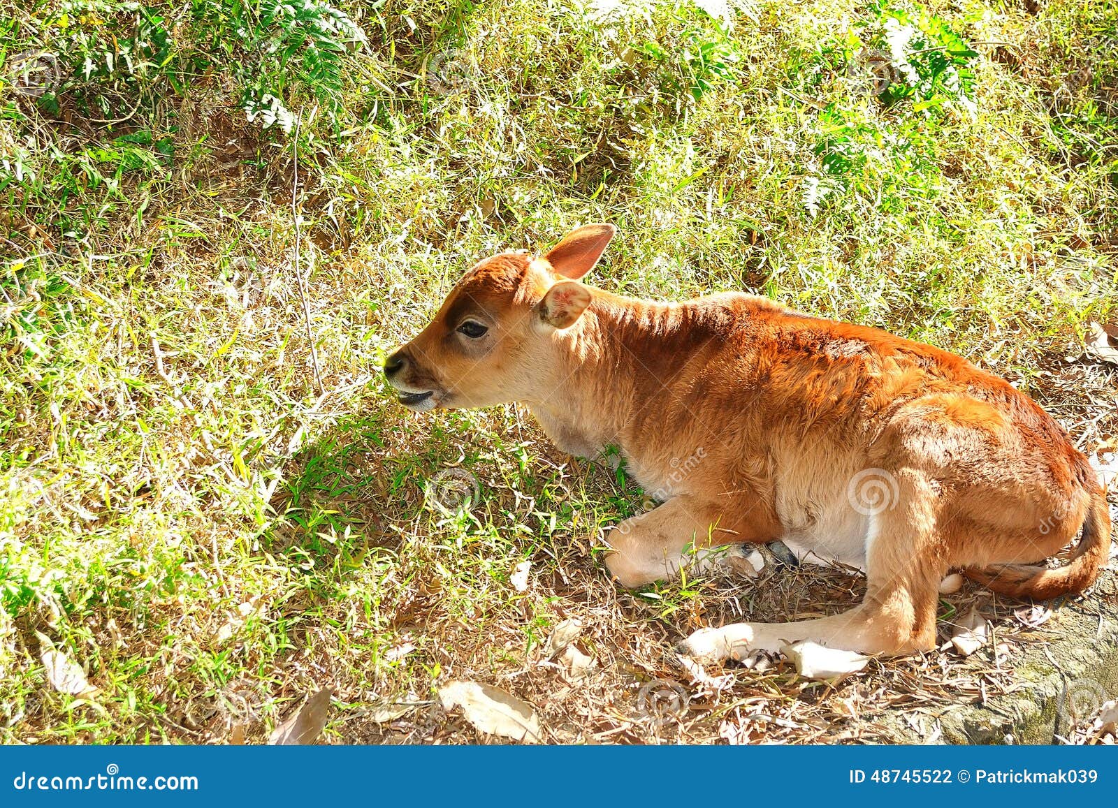 Calf stock photo. Image of calf, calves, milk, agriculture - 48745522