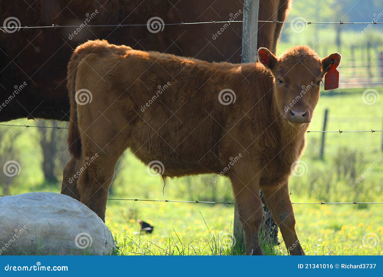Calf Looking at Camera stock photo. Image of cattle, farm - 21341016