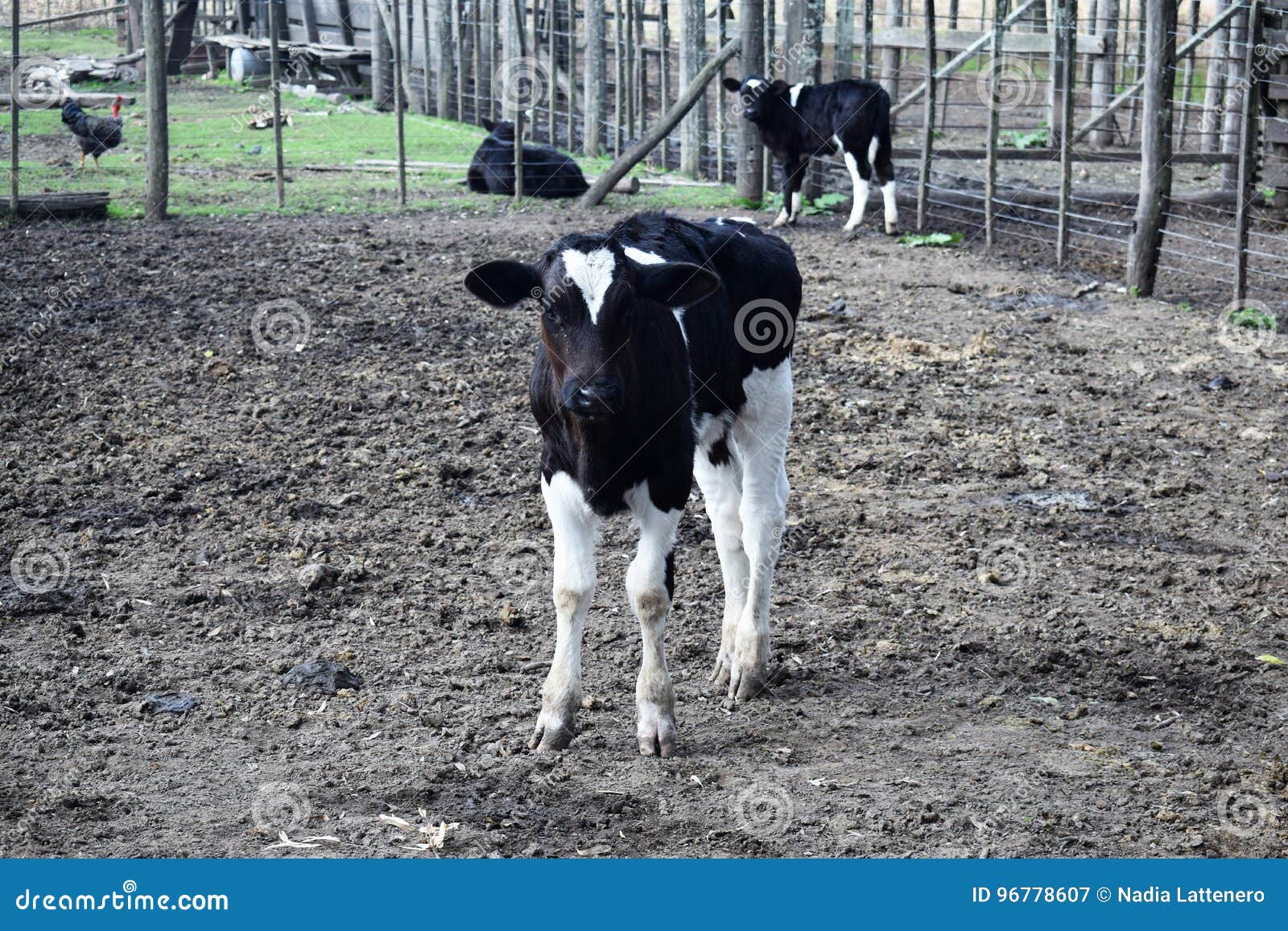 A Calf and Looking at the Camera. There is Another Calf in the Back ...