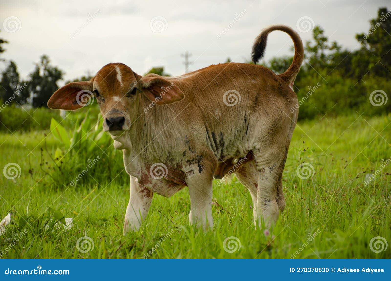 Chow stock photo. Image of mammal, nature, cattle, bovine - 278370830