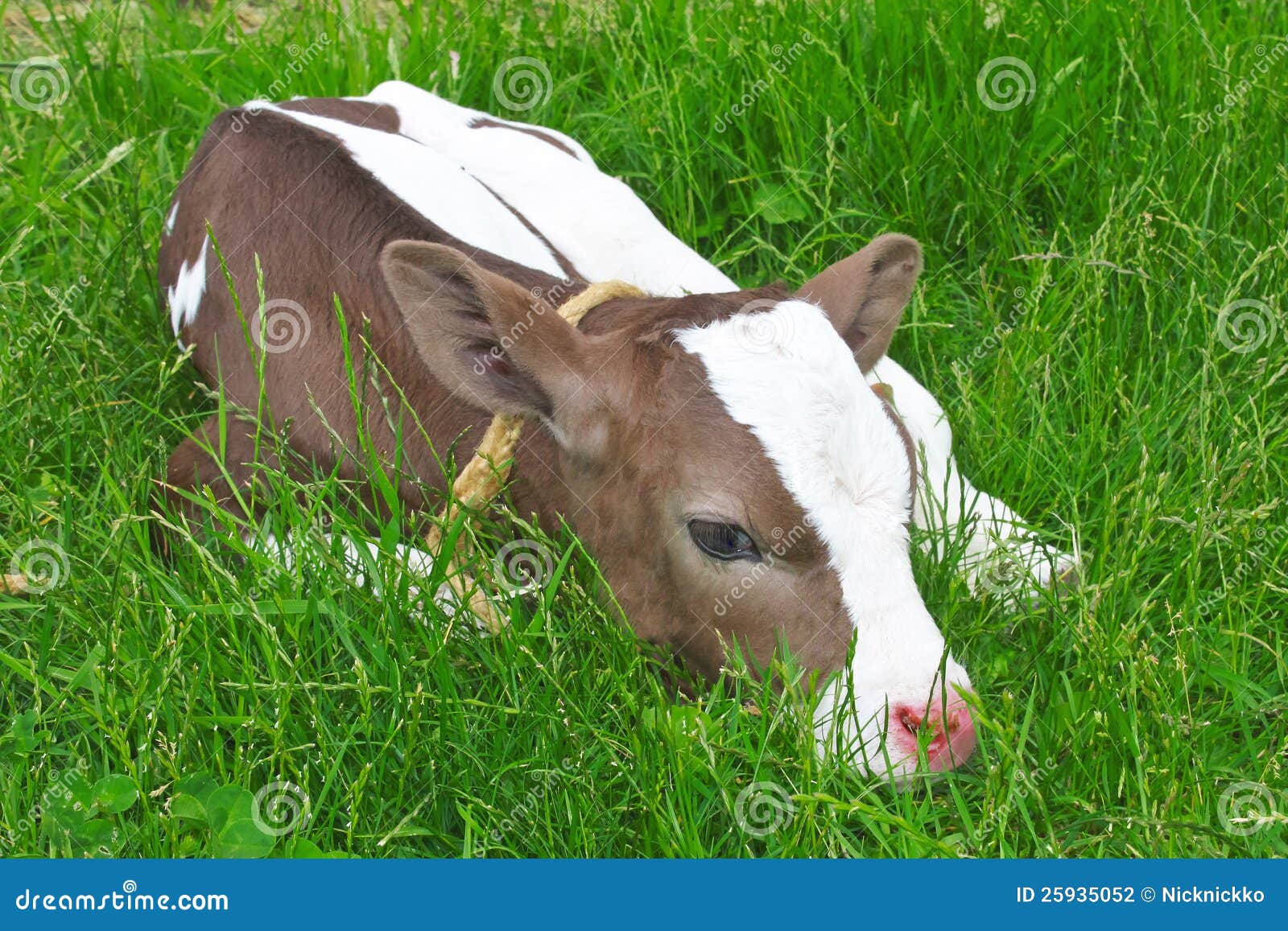 Calf lying on green grass. stock photo. Image of calf - 25935052