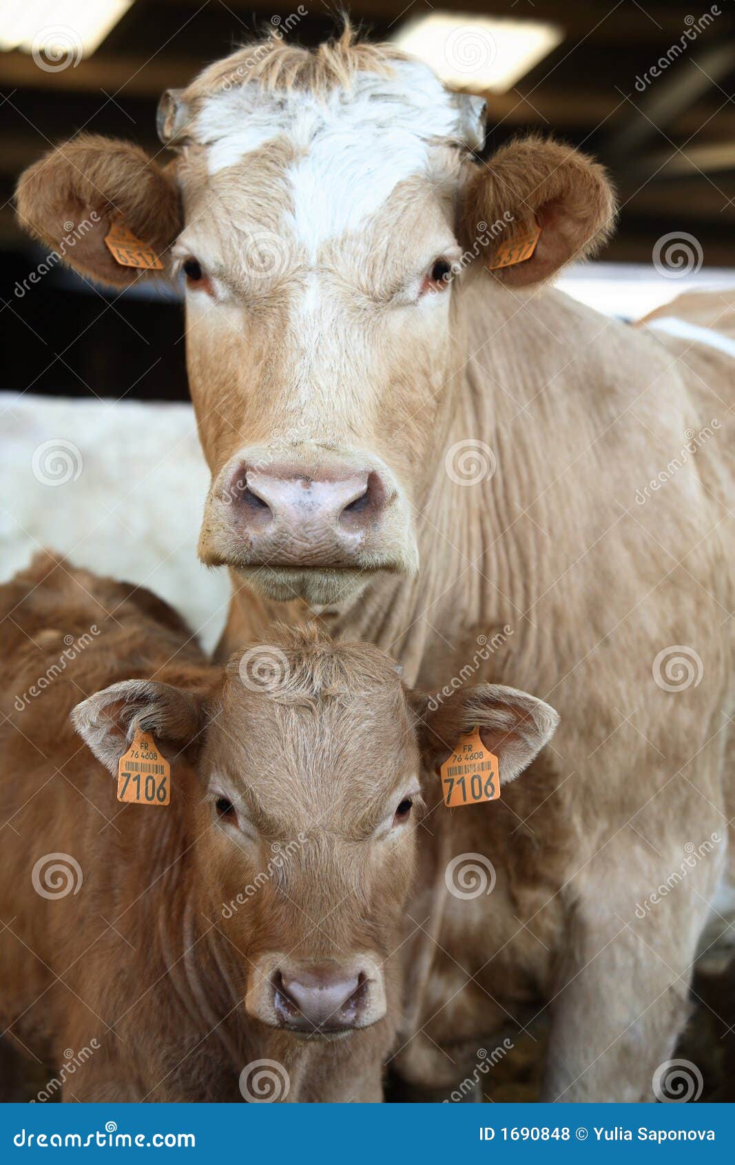 Calf with mum stock photo. Image of cows, beef, agriculture - 1690848