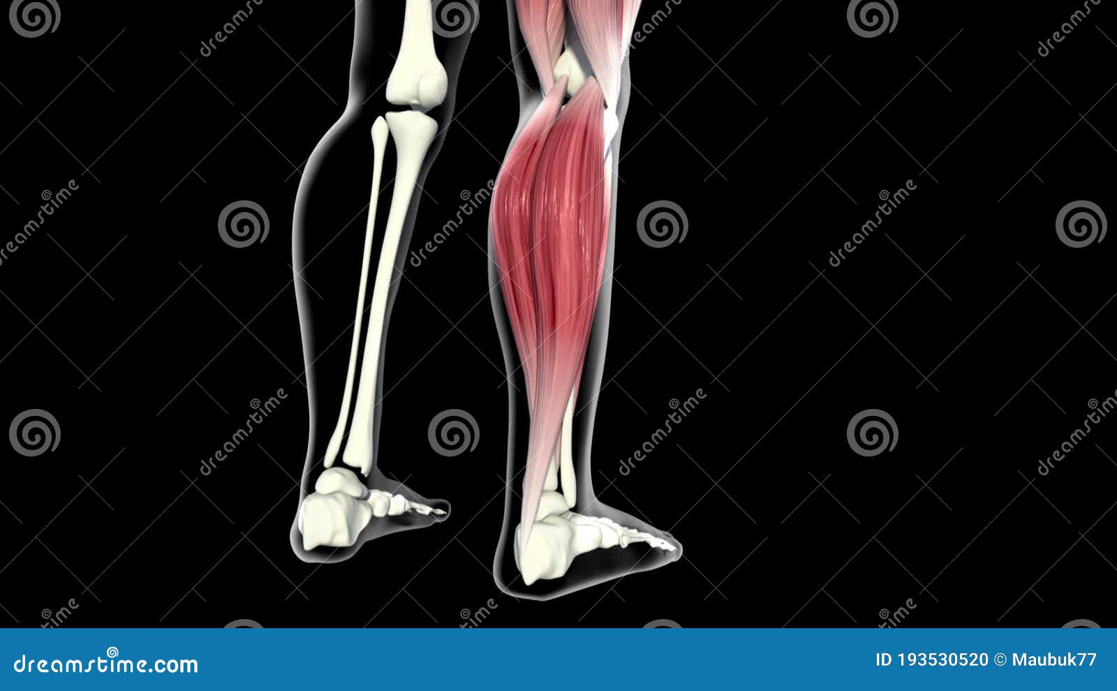 Calf muscles animation stock footage. Video of bones - 193530520