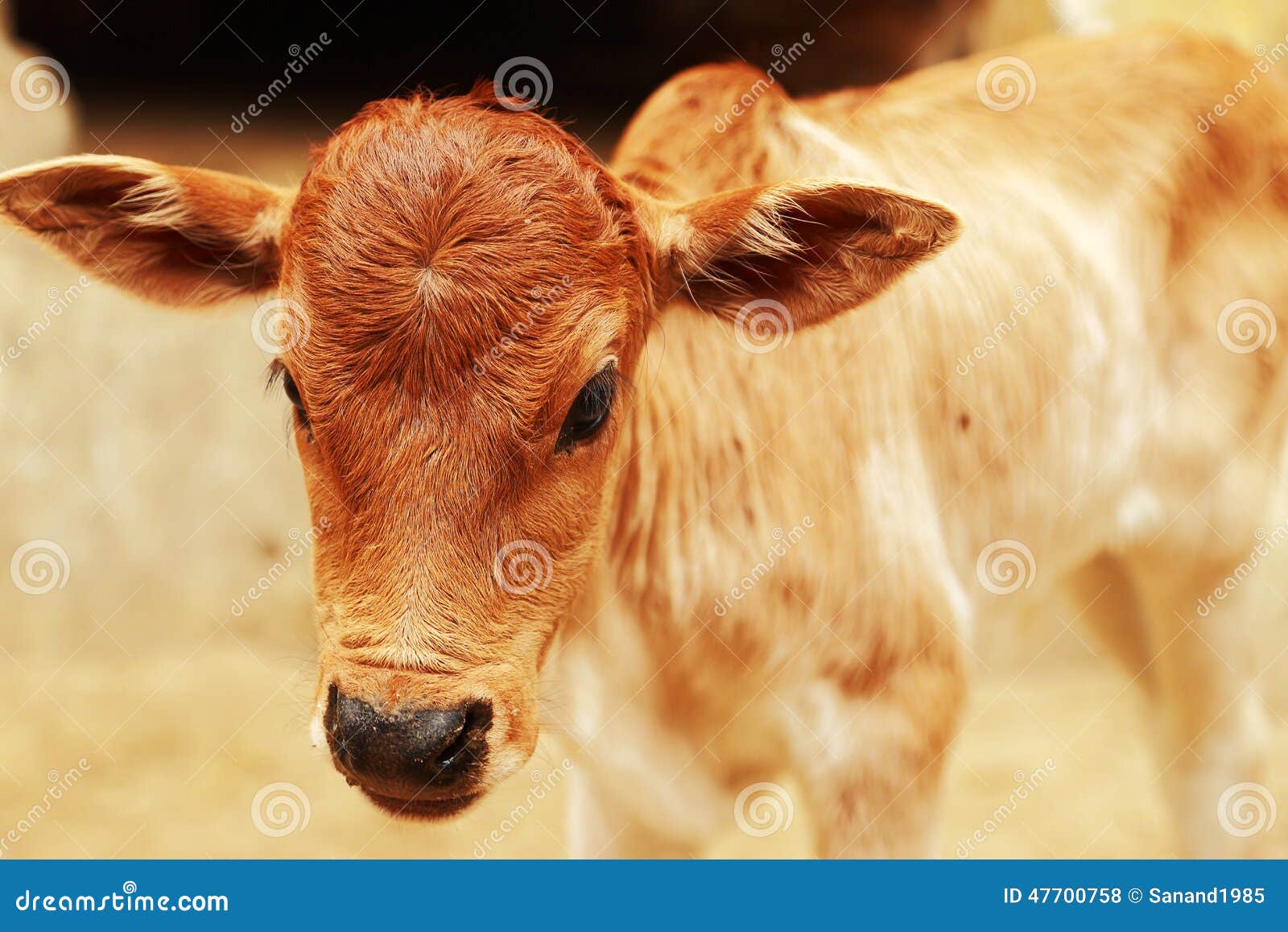 Calf stock photo. Image of baby, calf, born - 47700758