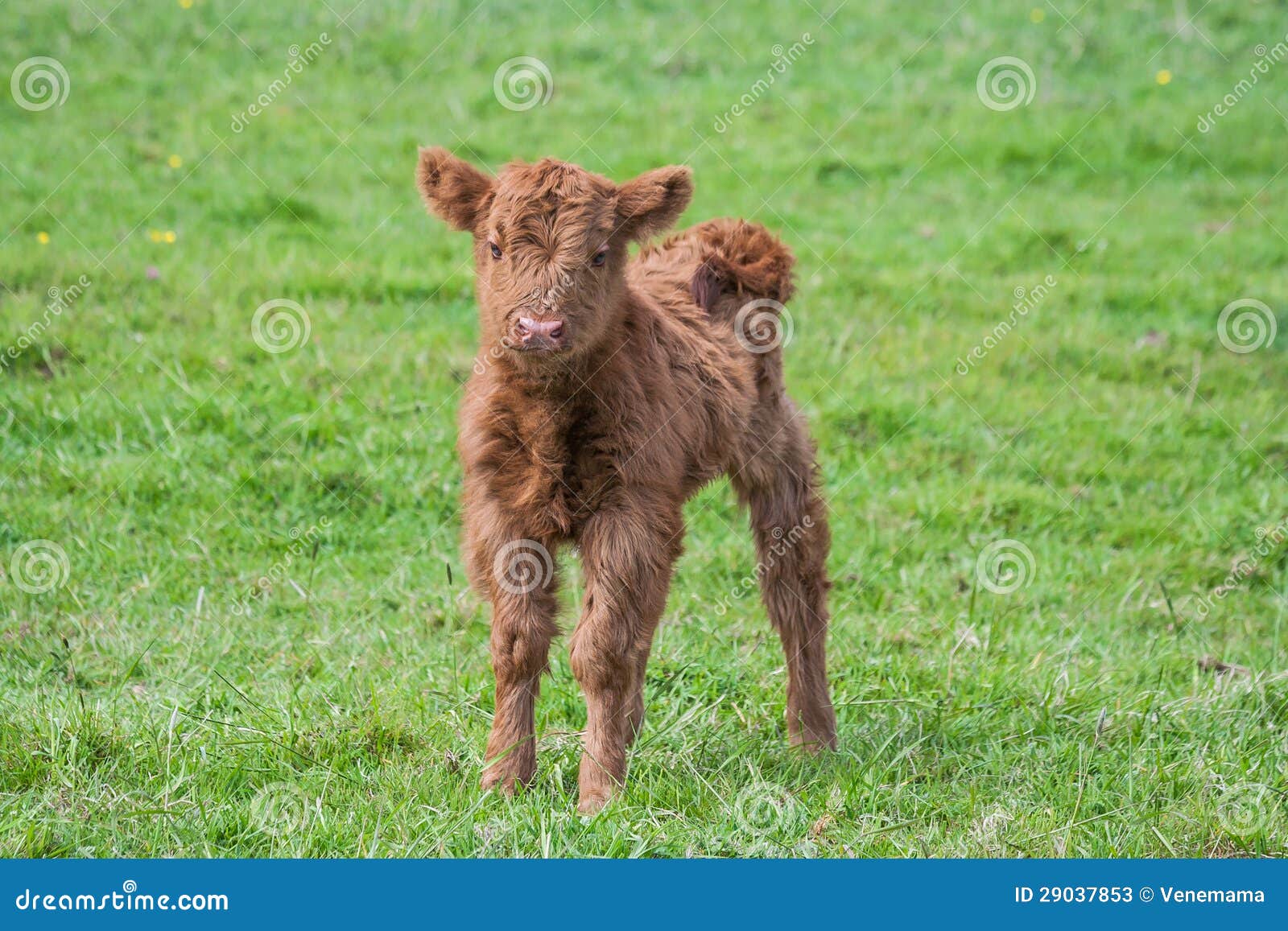 Calf one day old stock image. Image of countryside, beef - 29037853