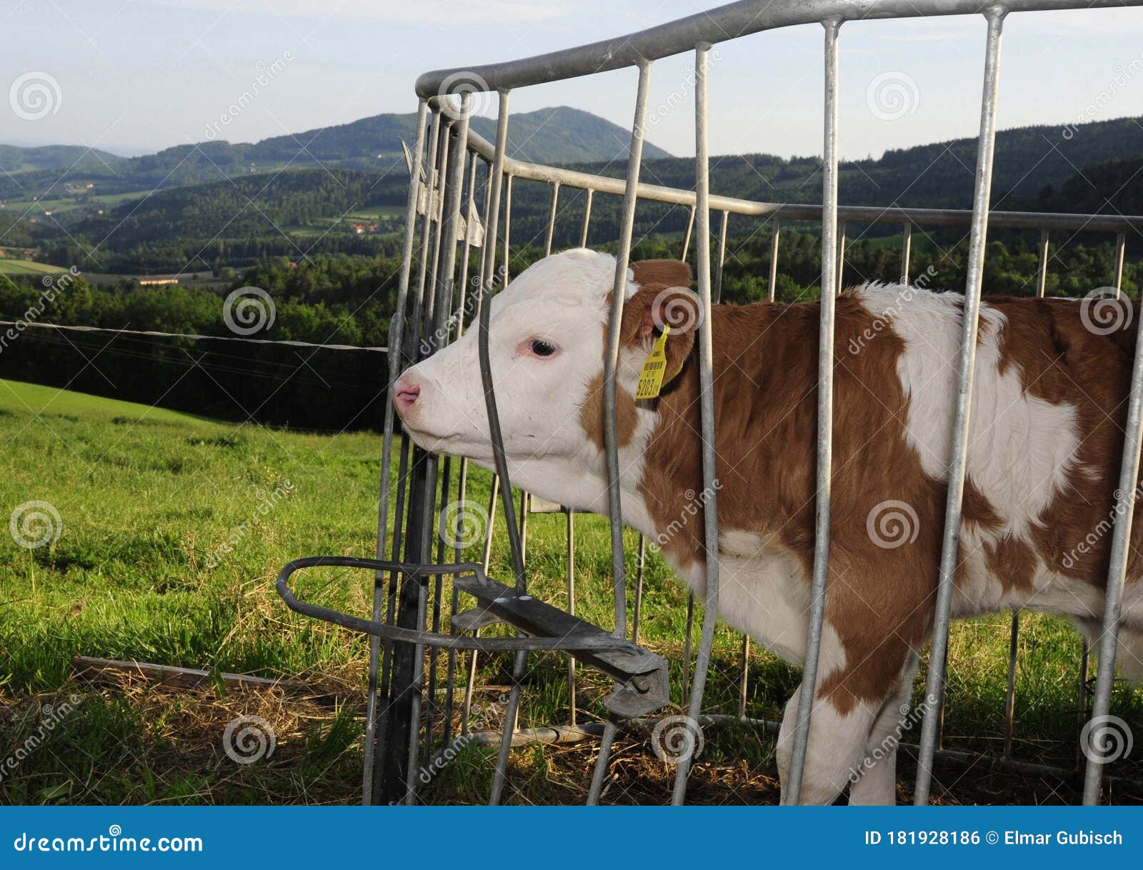 Calf in an outside cowshed stock photo. Image of rural - 181928186