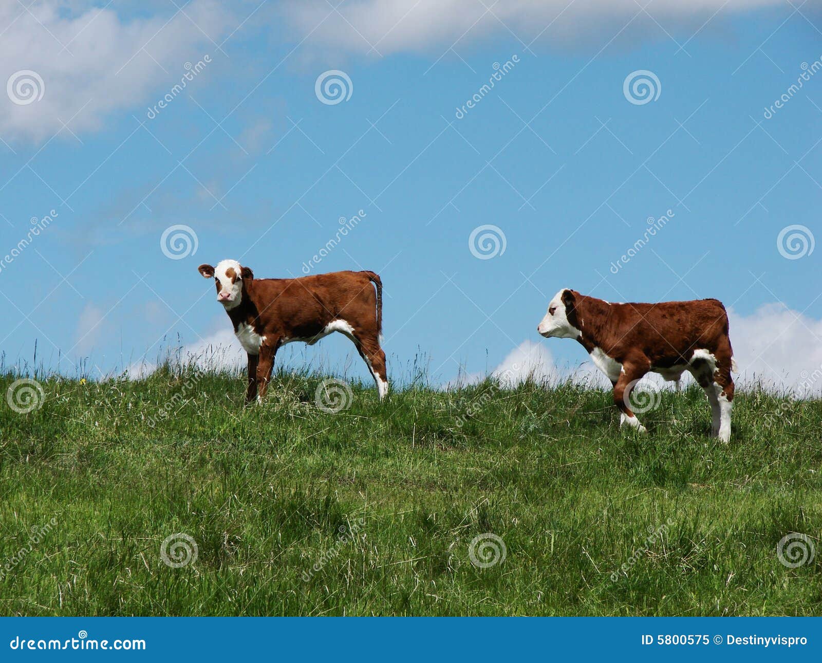 Calf Pair stock image. Image of play, herd, live, nature - 5800575
