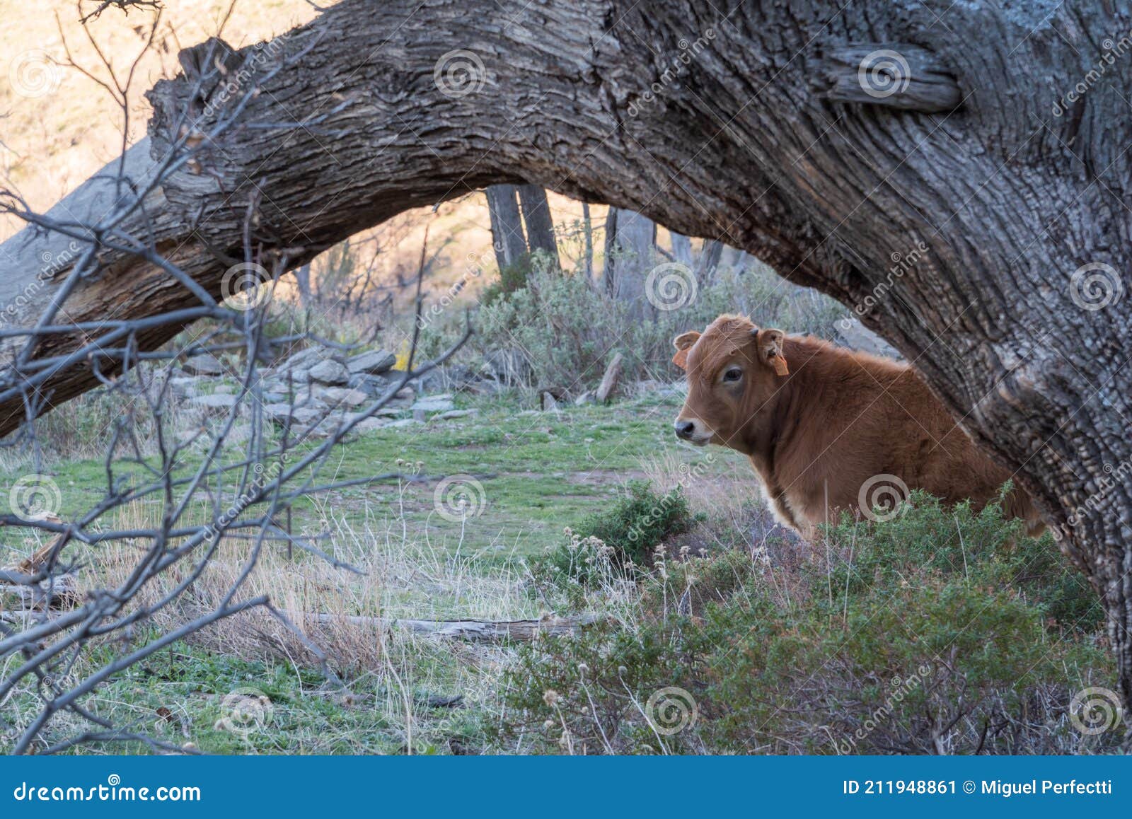 Calf of the pajuna breed stock image. Image of pajuna - 211948861