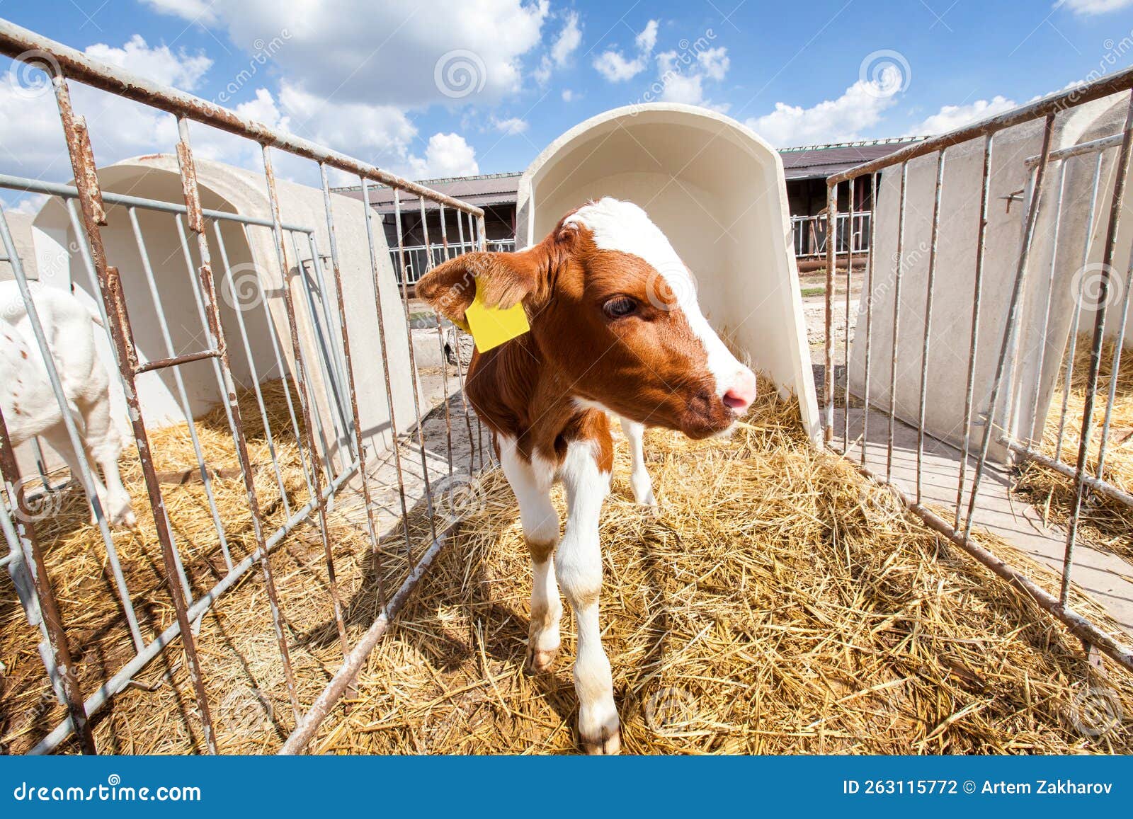 A Calf in a Pen on a Dairy Farm. Stock Photo - Image of animal, head ...