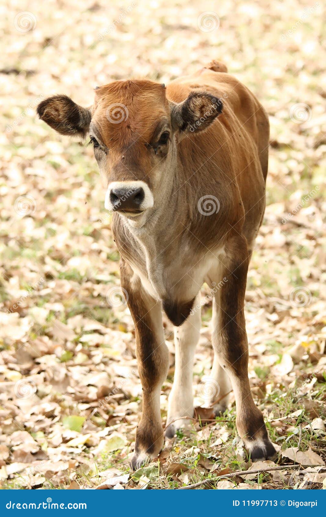 Calf portrait stock image. Image of color, farmland, agriculture - 11997713
