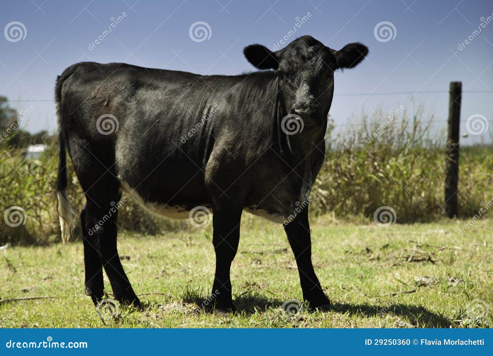 Calf portrait stock photo. Image of paddock, horizontal - 29250360