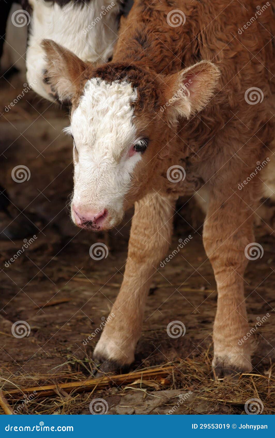 Calf portrait stock image. Image of pretty, mammals, young - 29553019