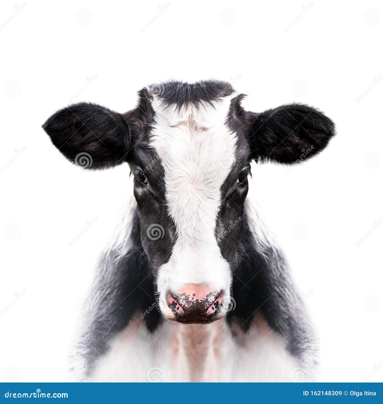 Calf Portrait Isolated on White Background Stock Image - Image of ...