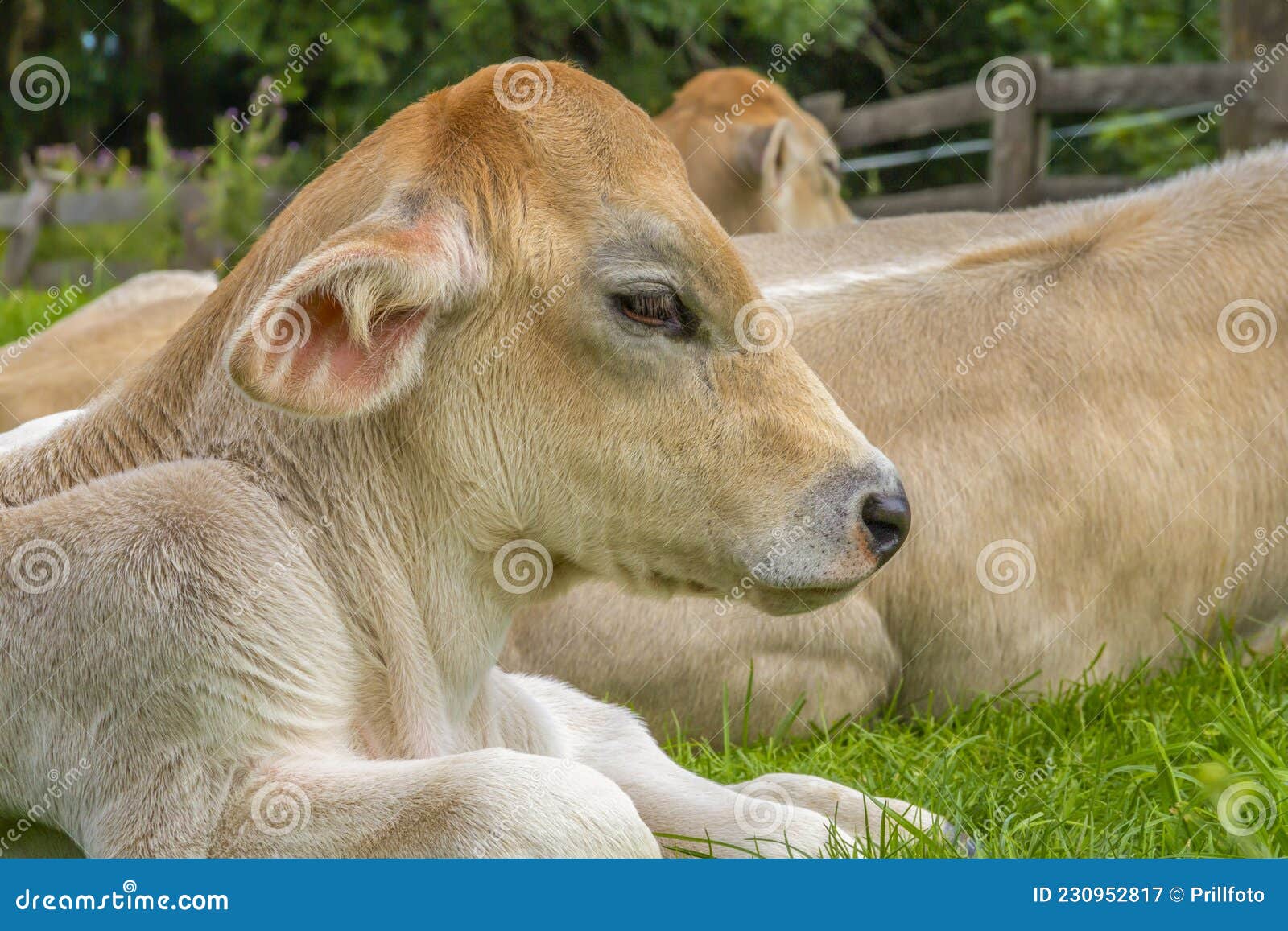 Calf portrait stock image. Image of calf, cattle, sideways - 230952817