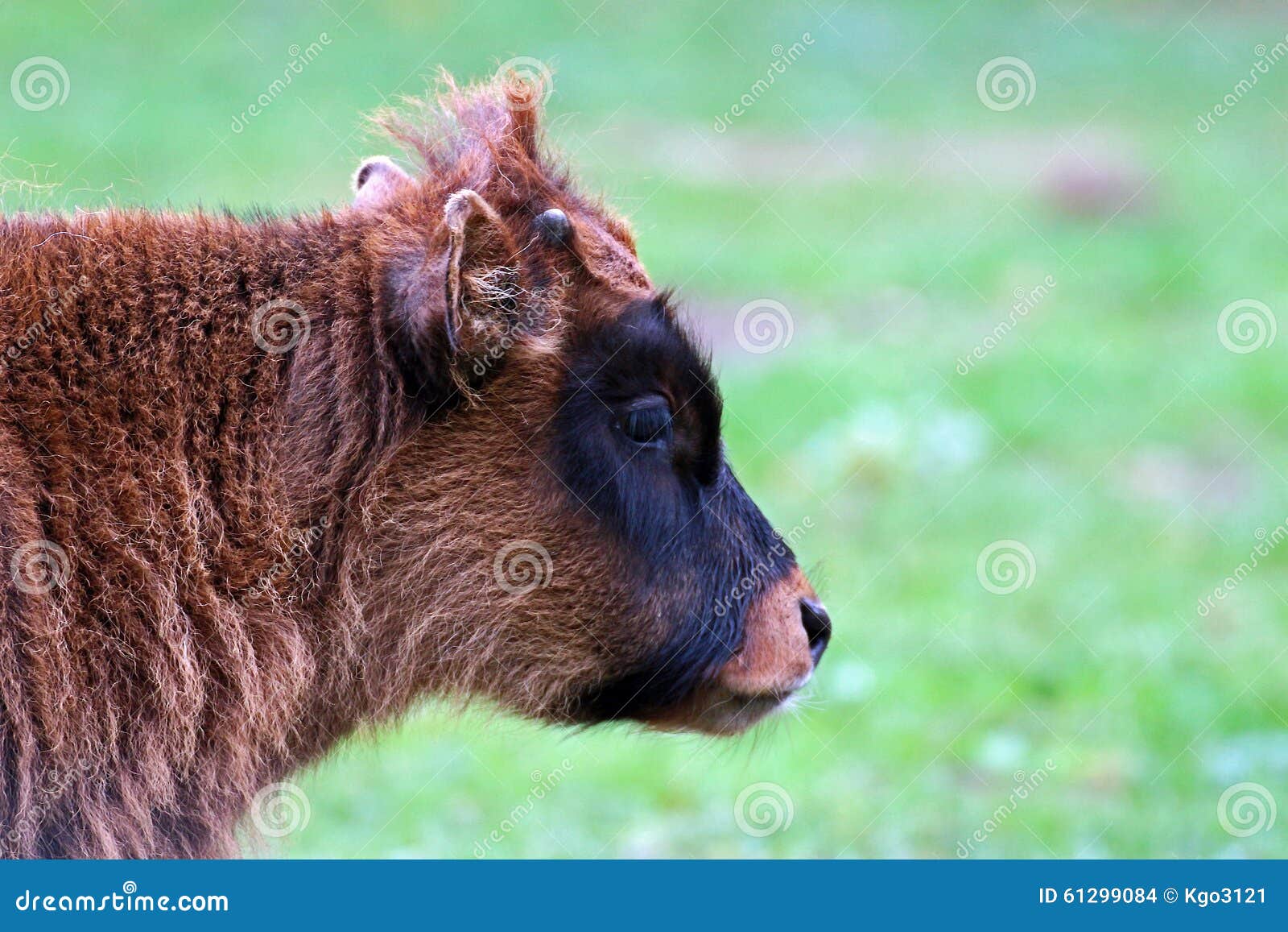 Calf stock photo. Image of baby, gras, calf, cows, portrait - 61299084