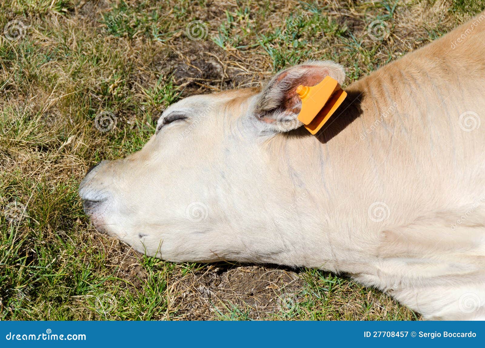 Calf at rest stock image. Image of calf, summer, small - 27708457