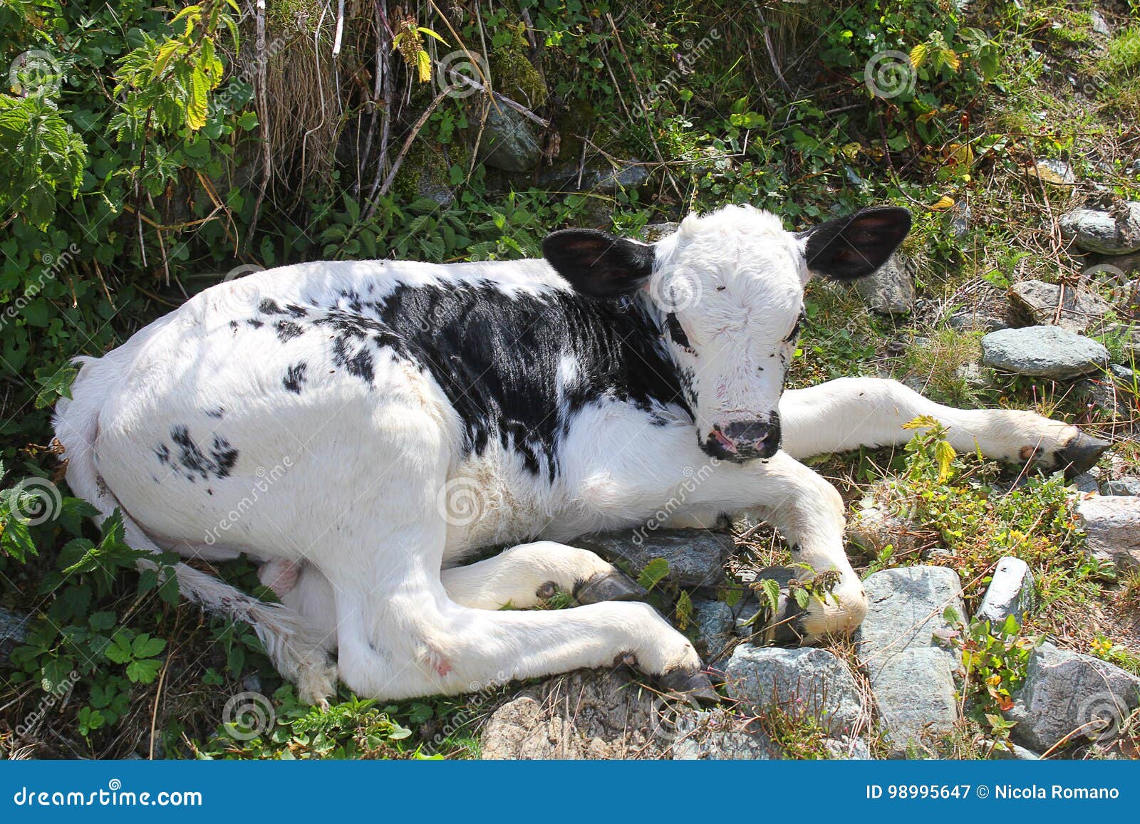 Calf resting in the meadow stock image. Image of herbivore - 98995647