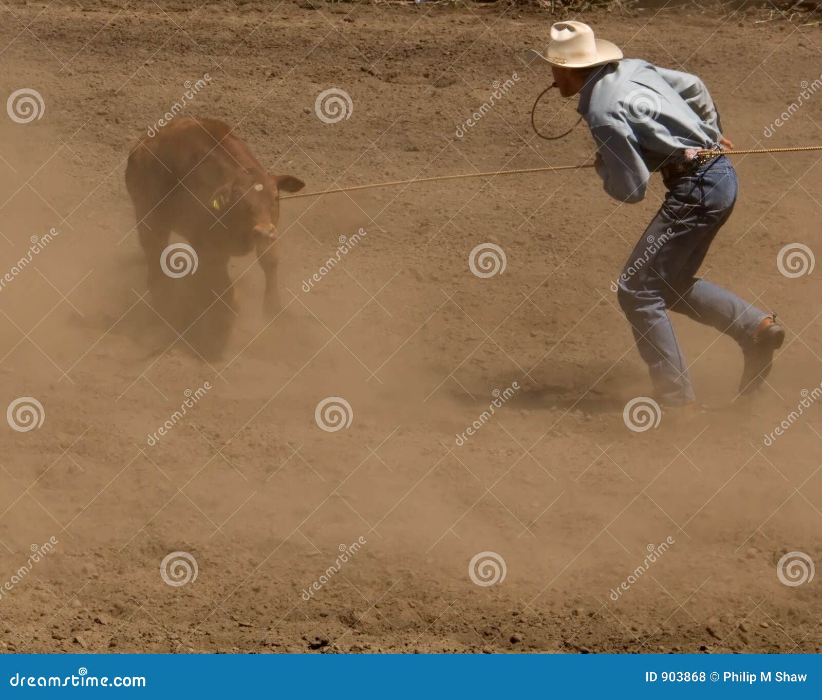 Calf Roper Gets Ready for Tie Stock Photo - Image of cowboy, steer: 903868