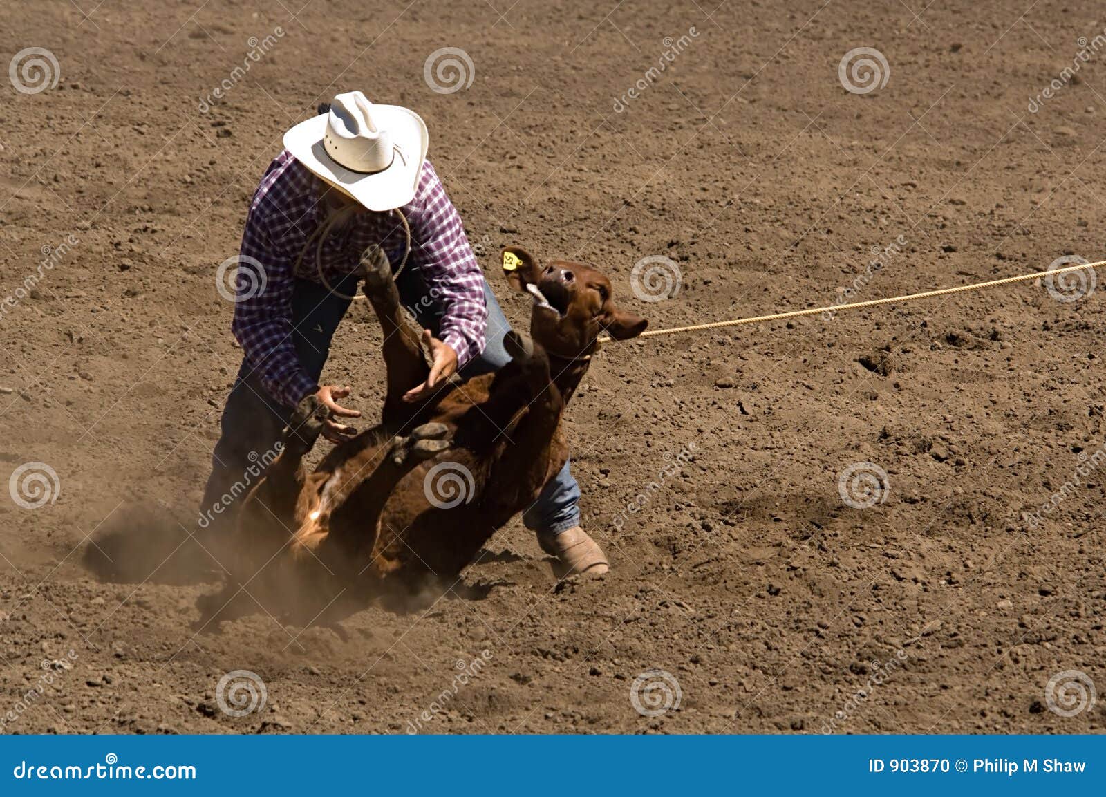 Calf roper makes a tie stock photo. Image of rodeo, arena - 903870