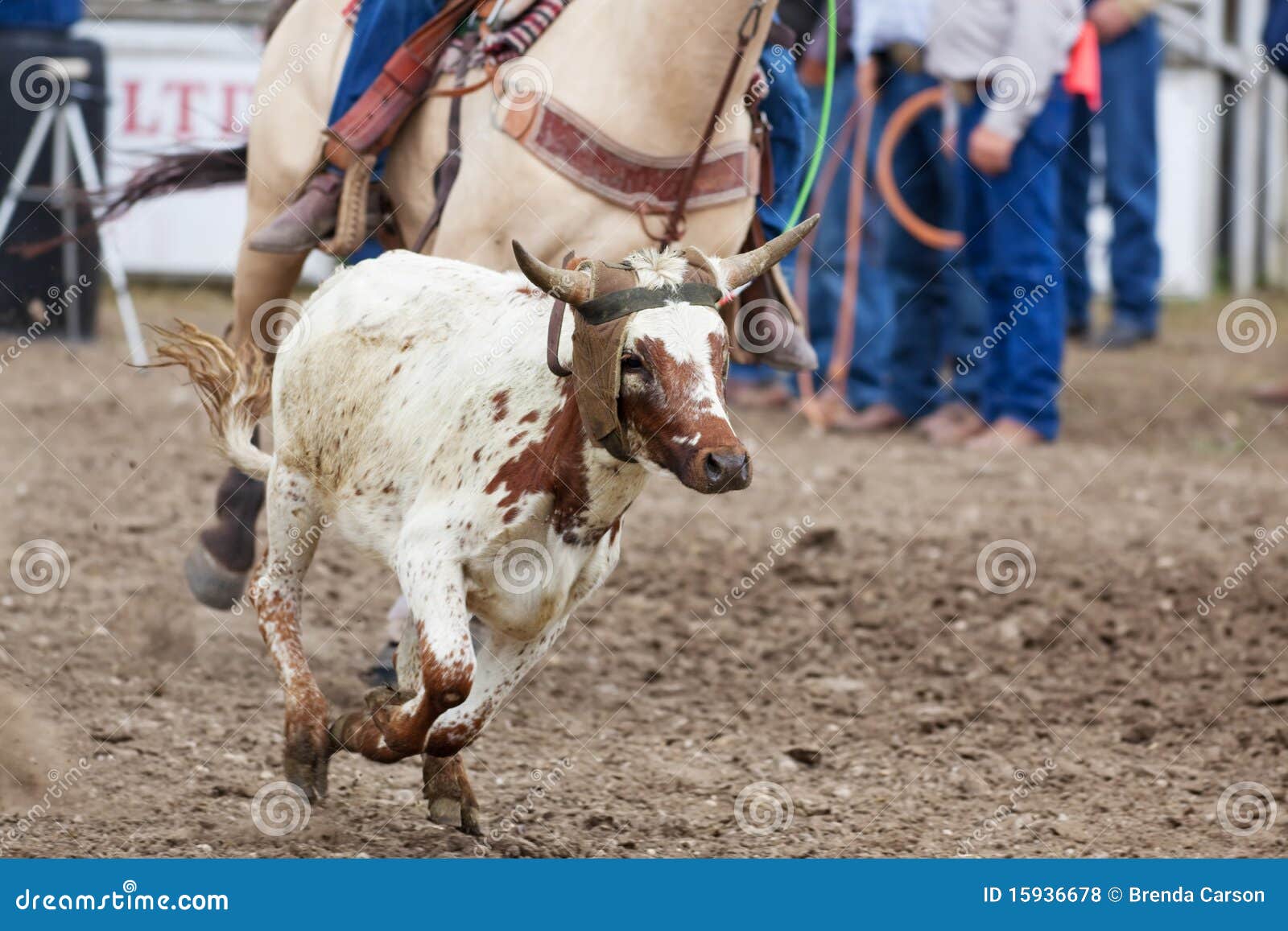 Calf Roping stock photo. Image of calf, competition, white - 15936678
