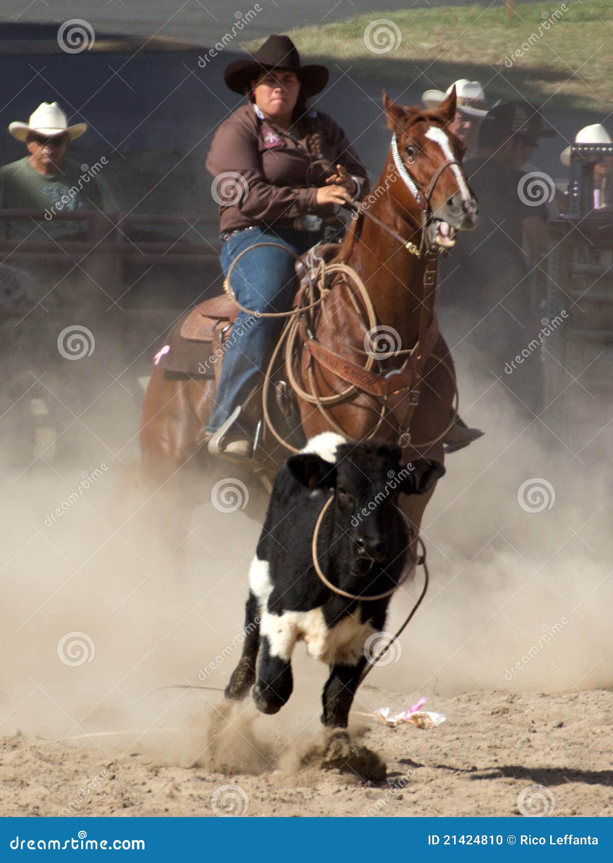 Calf Roping editorial image. Image of hawaii, galloping - 21424810