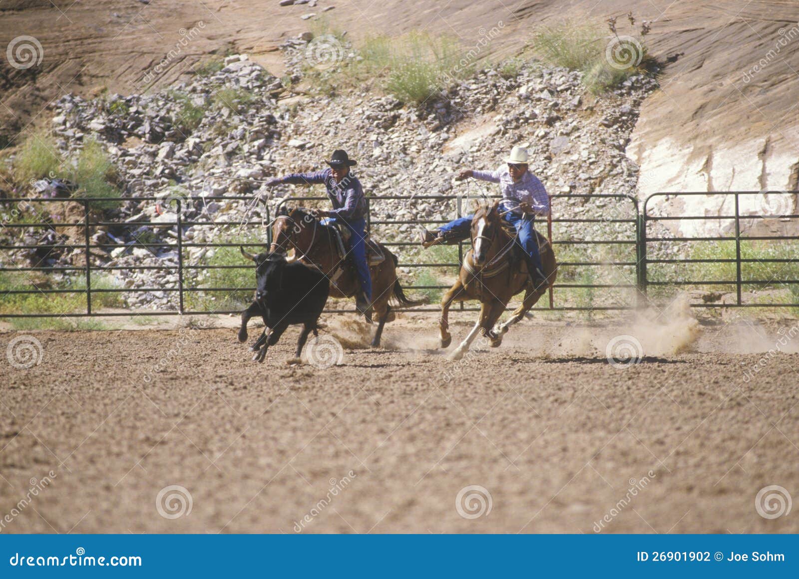 Calf roping, editorial photography. Image of states, ceremonial - 26901902