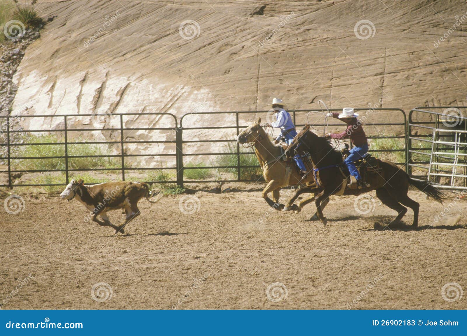Calf roping editorial stock photo. Image of lasso, rodeo - 26902183