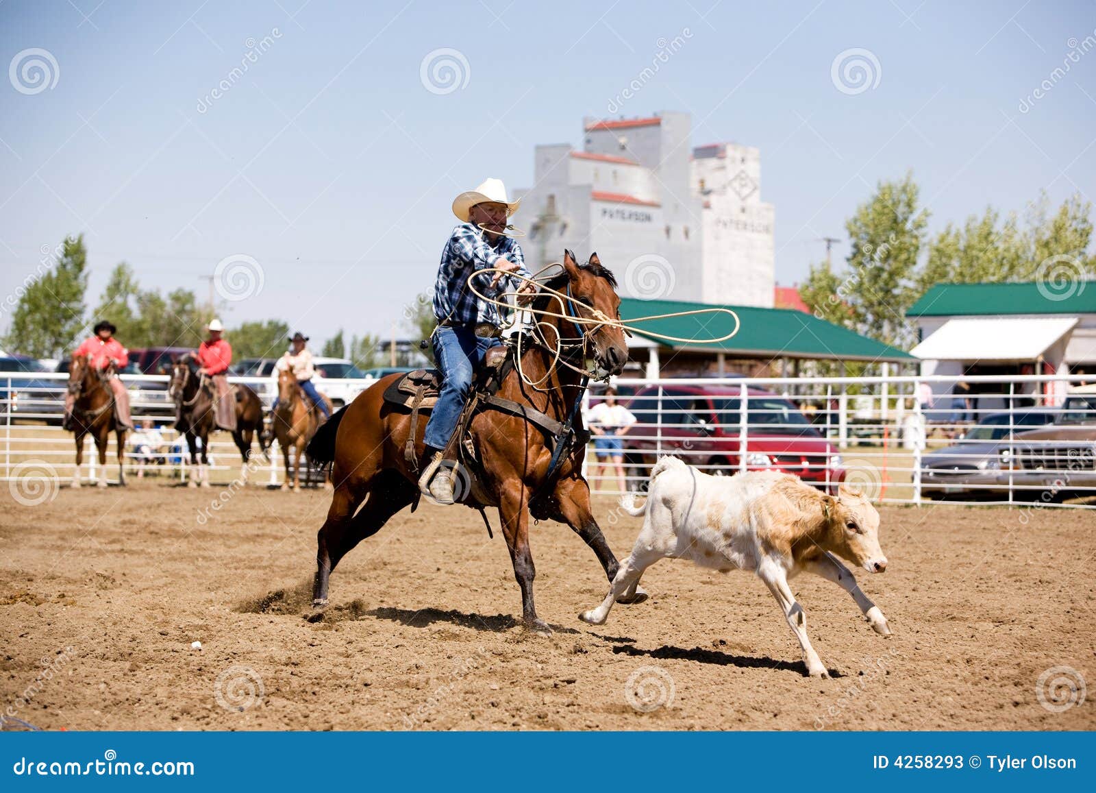 Calf Roping editorial stock photo. Image of roping, gallop - 4258293