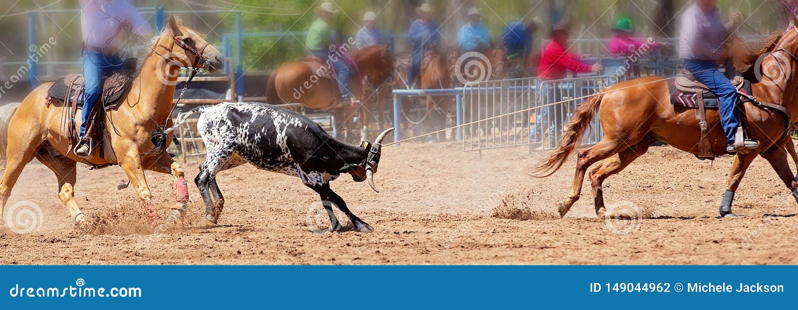 Calf Roping Competition at an Australian Rodeo Stock Photo - Image of ...