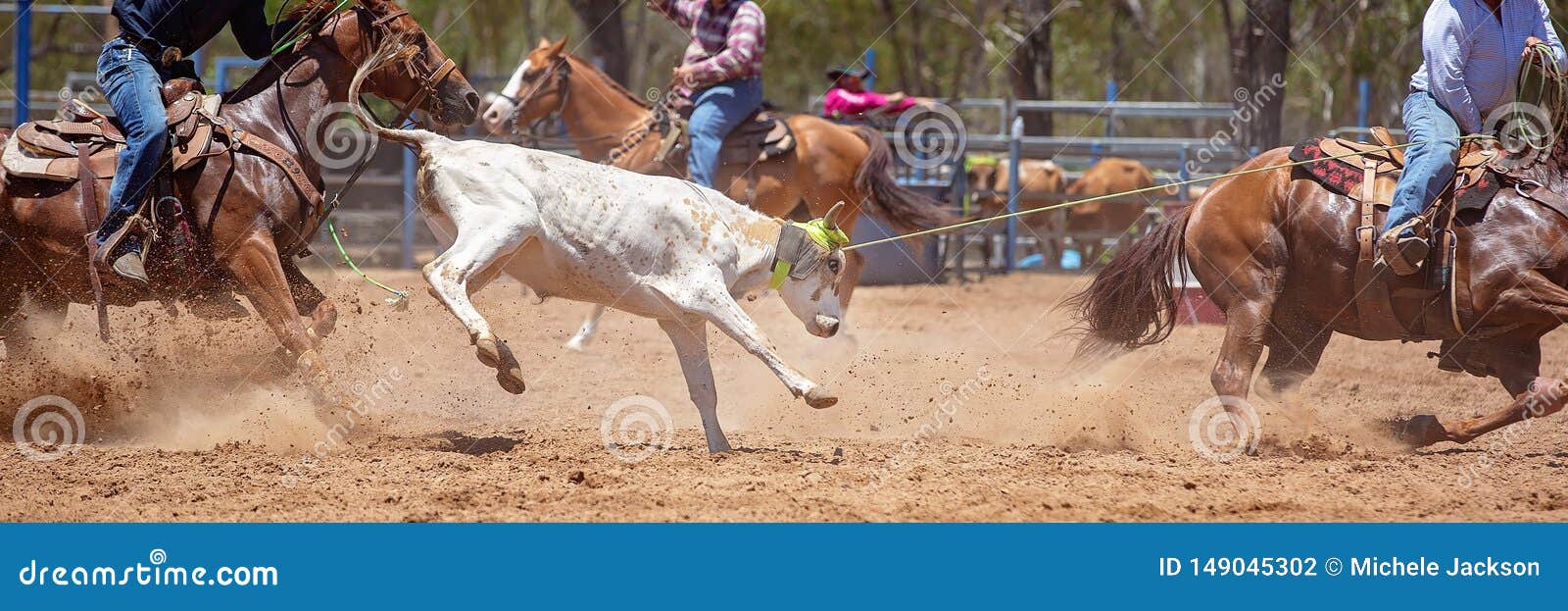 Calf Roping Competition at an Australian Rodeo Stock Photo - Image of ...