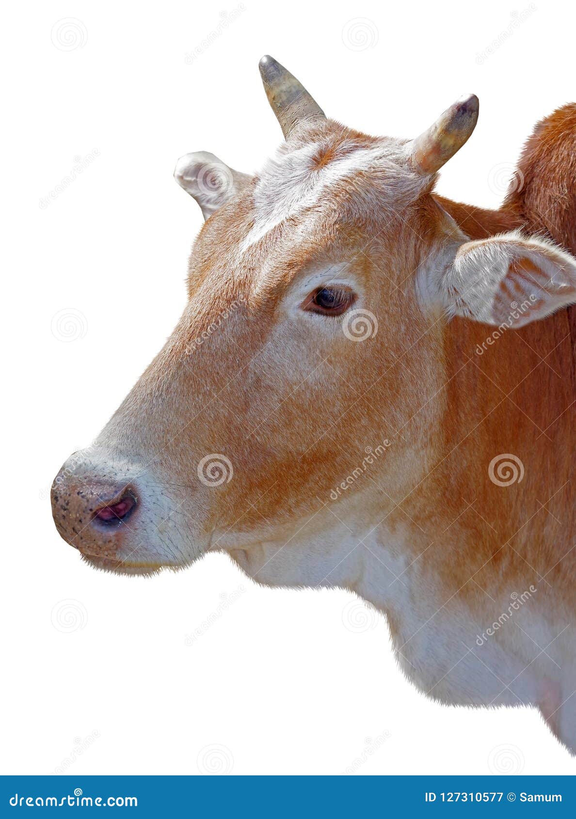 Calf`s head on white stock image. Image of farmland - 127310577