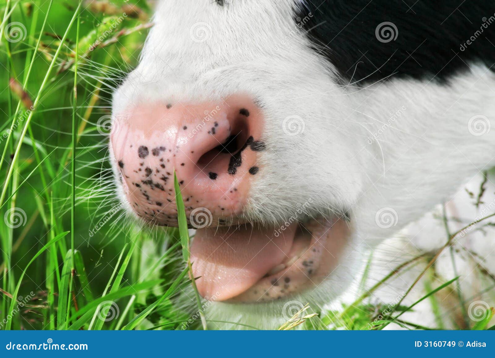Calf s nose stock image. Image of tongue, domestic, cattle - 3160749