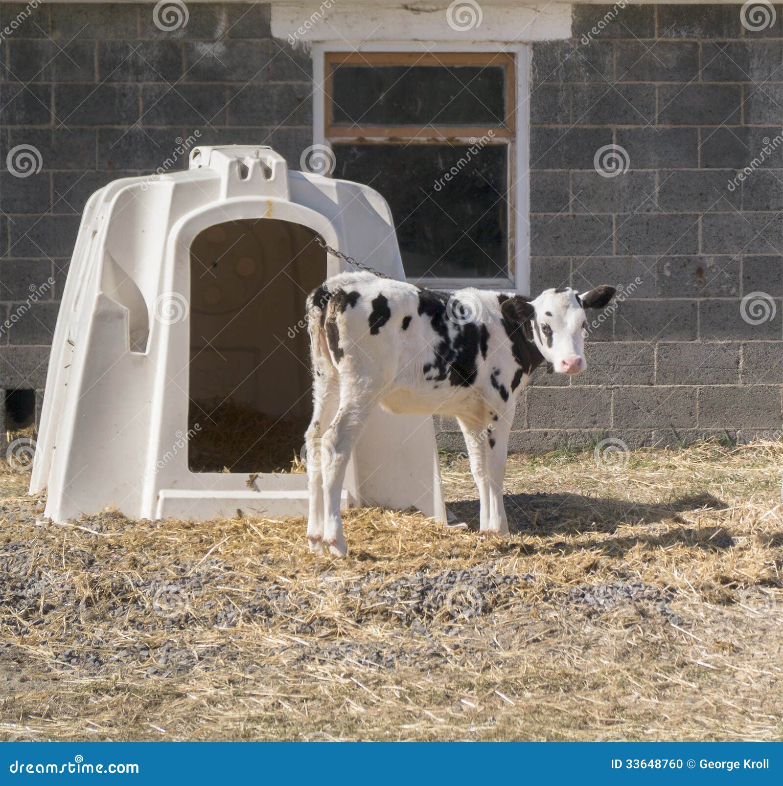 Calf and shelter stock photo. Image of agriculture, livestock - 33648760