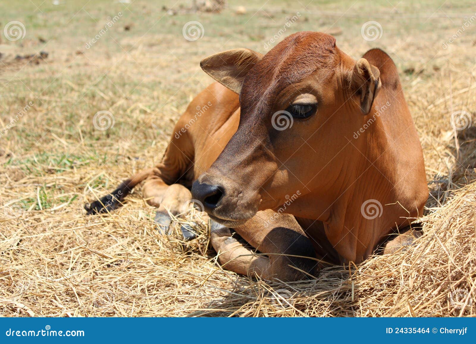 Calf sit beside straw stock photo. Image of agriculture - 24335464