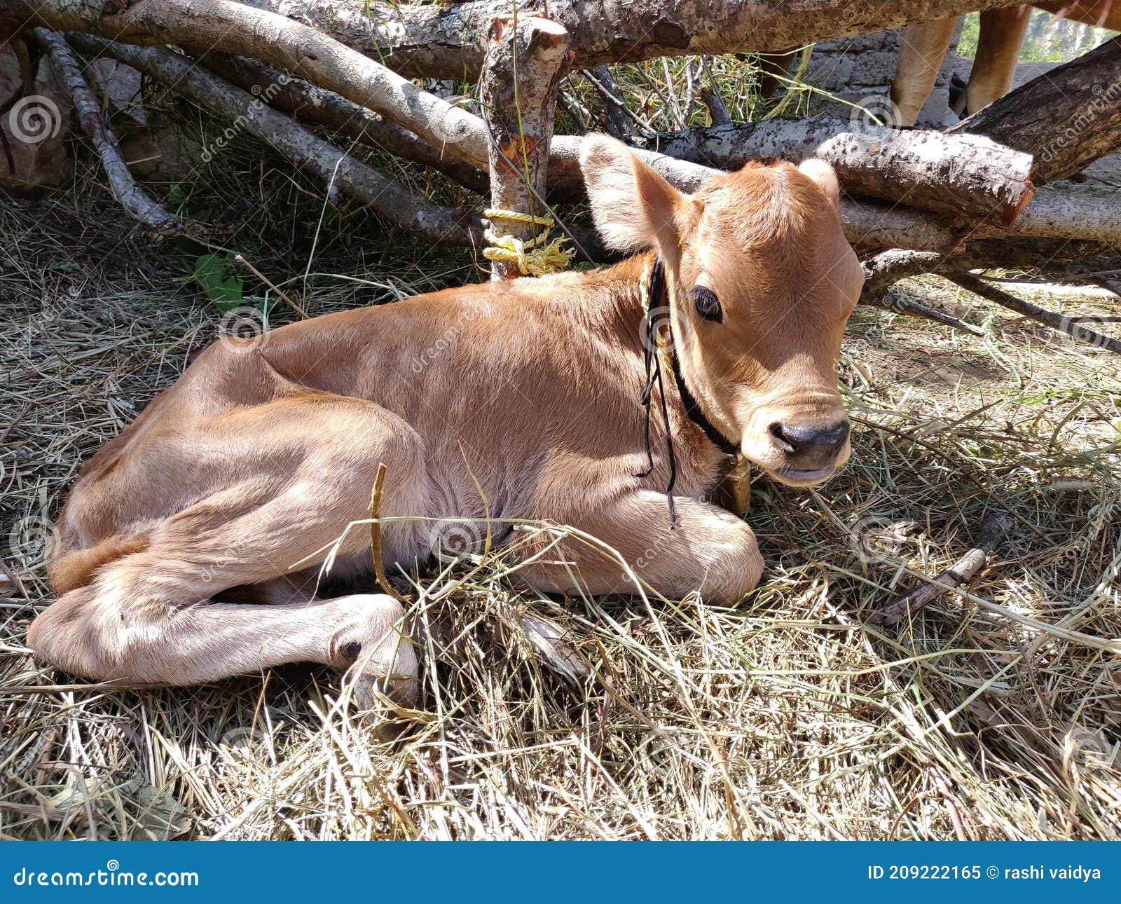Calf Sitting, Indian Breed Cow Stock Image - Image of horn, herd: 209222165