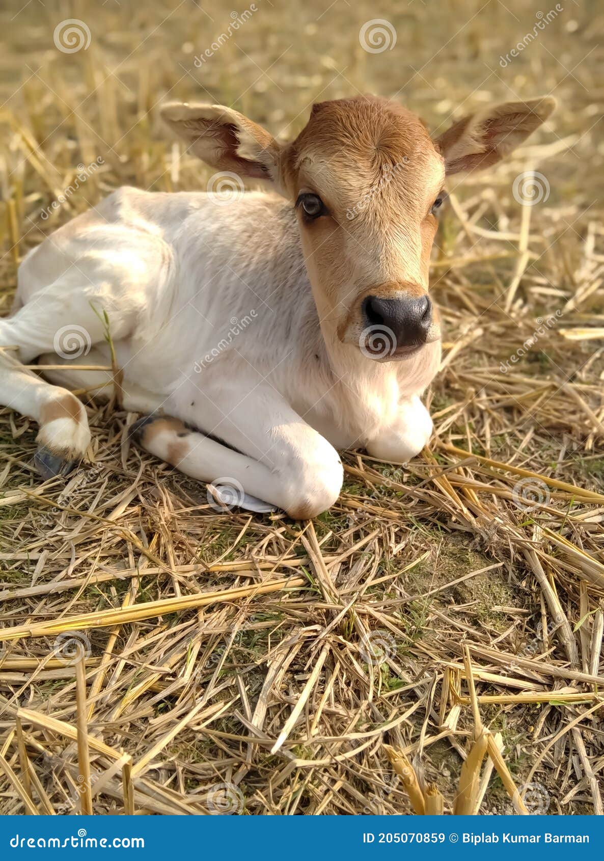 Young Calf Sitting in a Paddy Field Stock Image - Image of calf, young ...