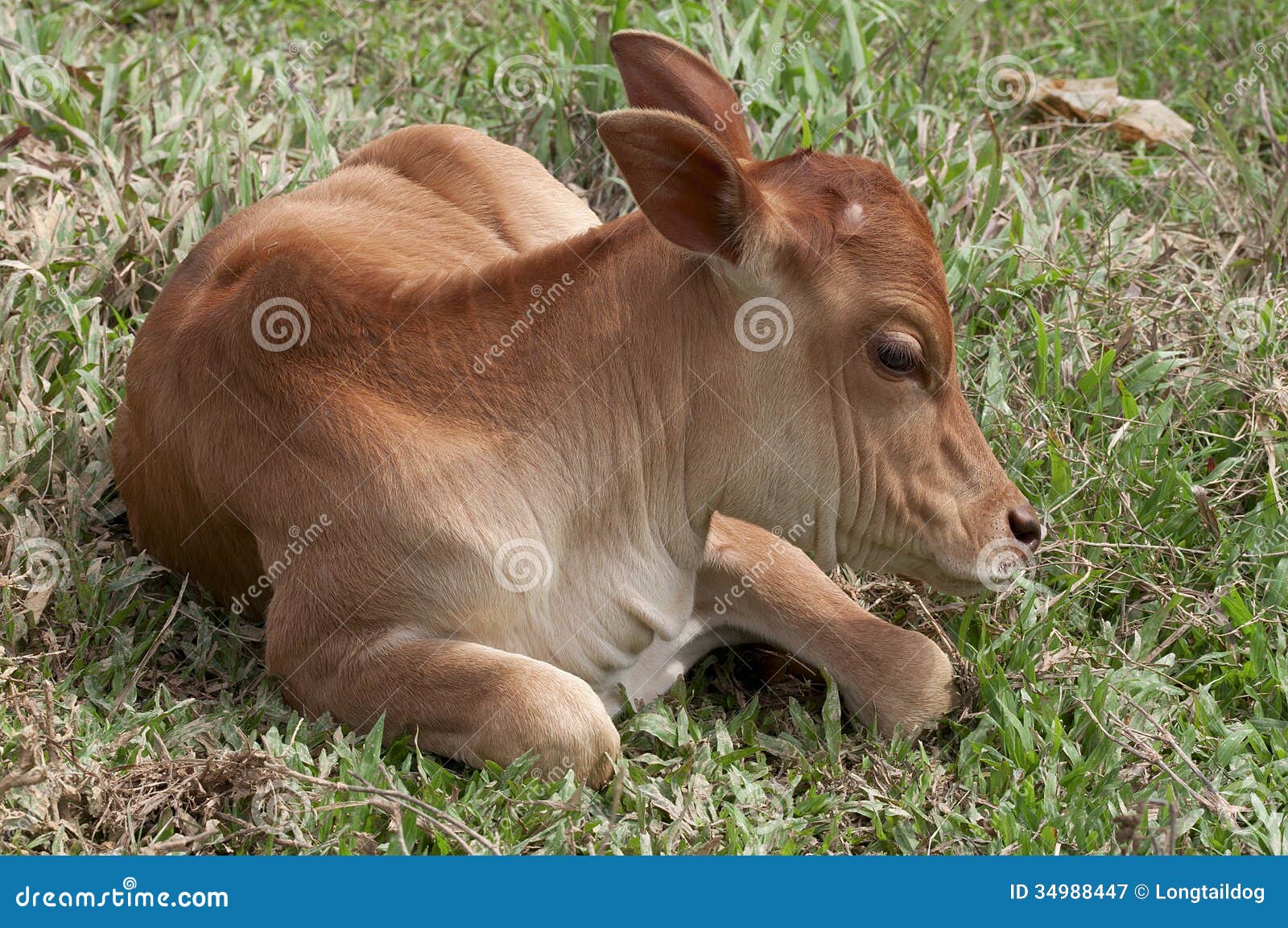 Calf stock image. Image of animal, countryside, little - 34988447
