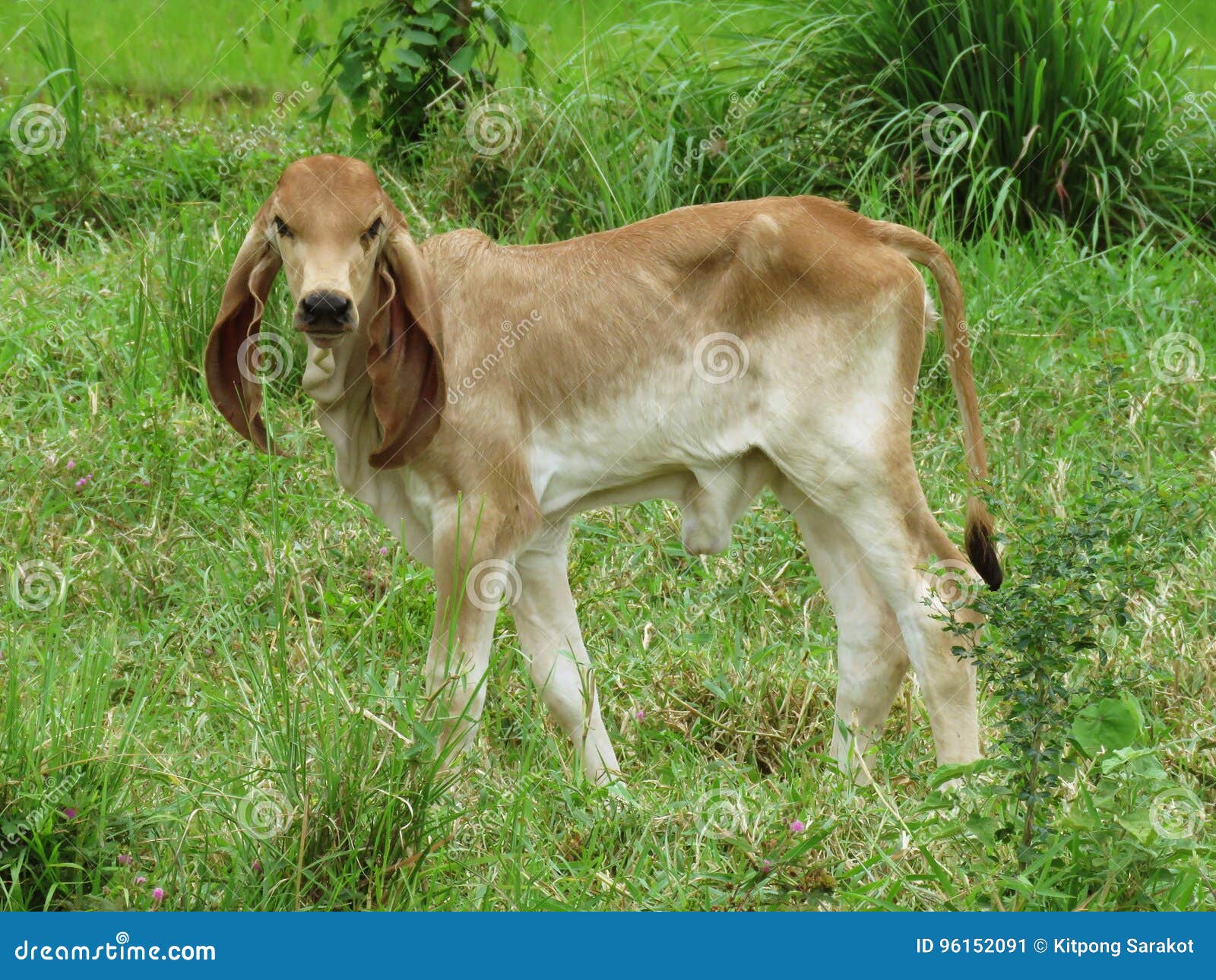 Calf Small Red Cute-Red Calf Stock Image - Image of bovidae, child ...