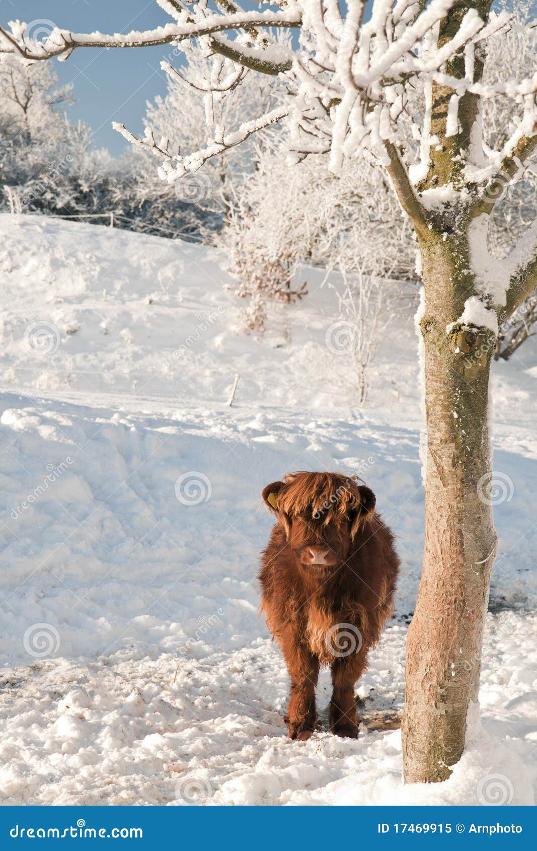 Calf in the Snow stock image. Image of clear, tree, season - 17469915