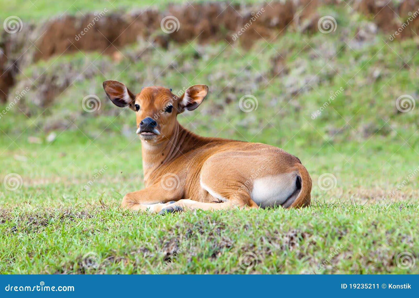 Calf on a solar meadow stock image. Image of domestic - 19235211
