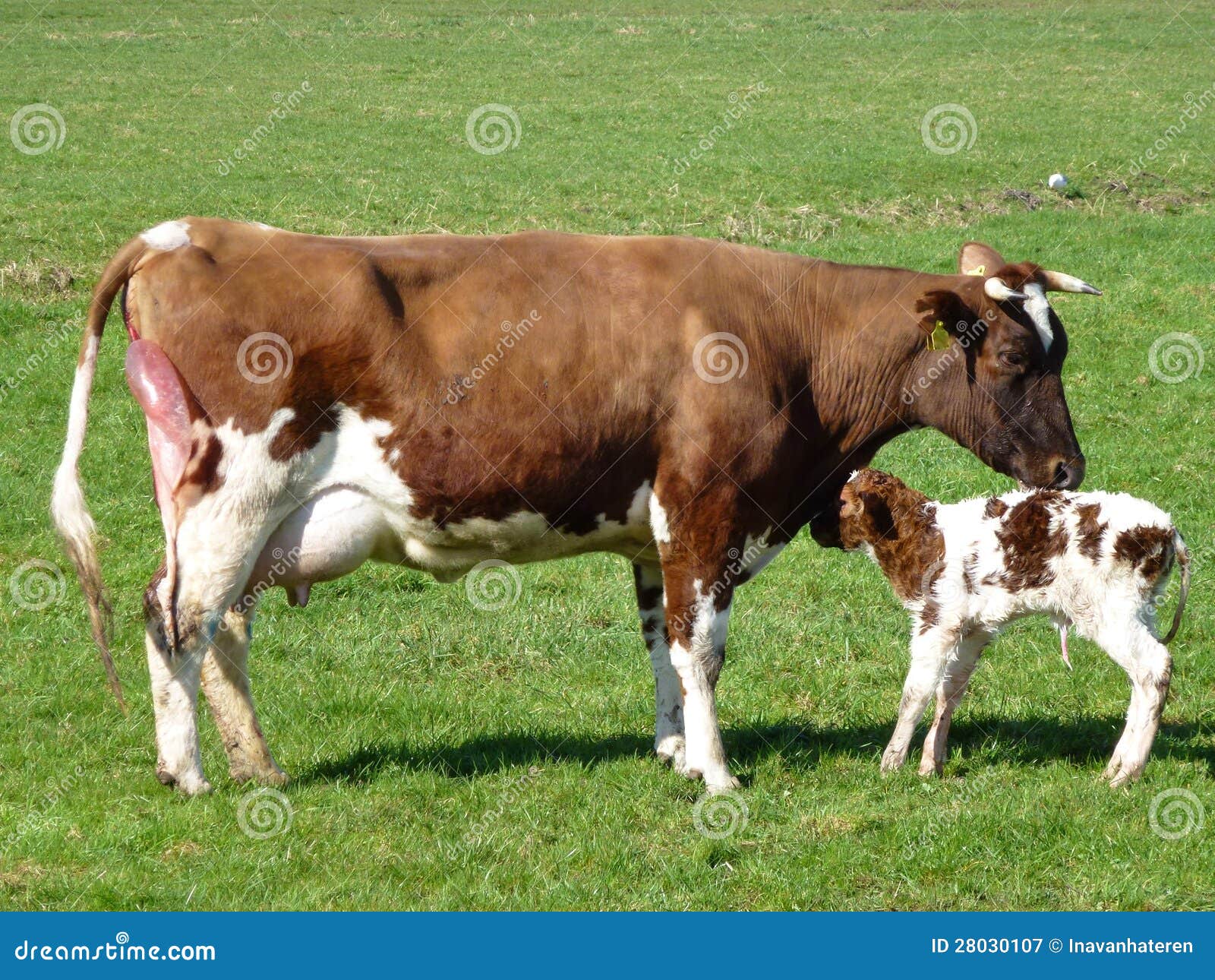 A calf in spring stock image. Image of livestock, mammal - 28030107