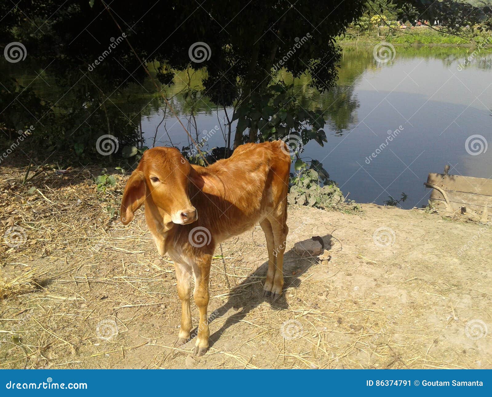 Calf and shadow stock image. Image of pond, calf, water - 86374791
