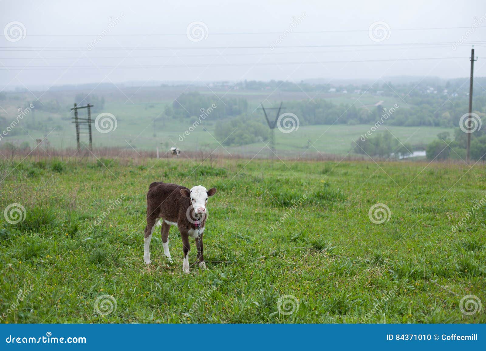 Calf standing stock photo. Image of portrait, beautiful - 84371010