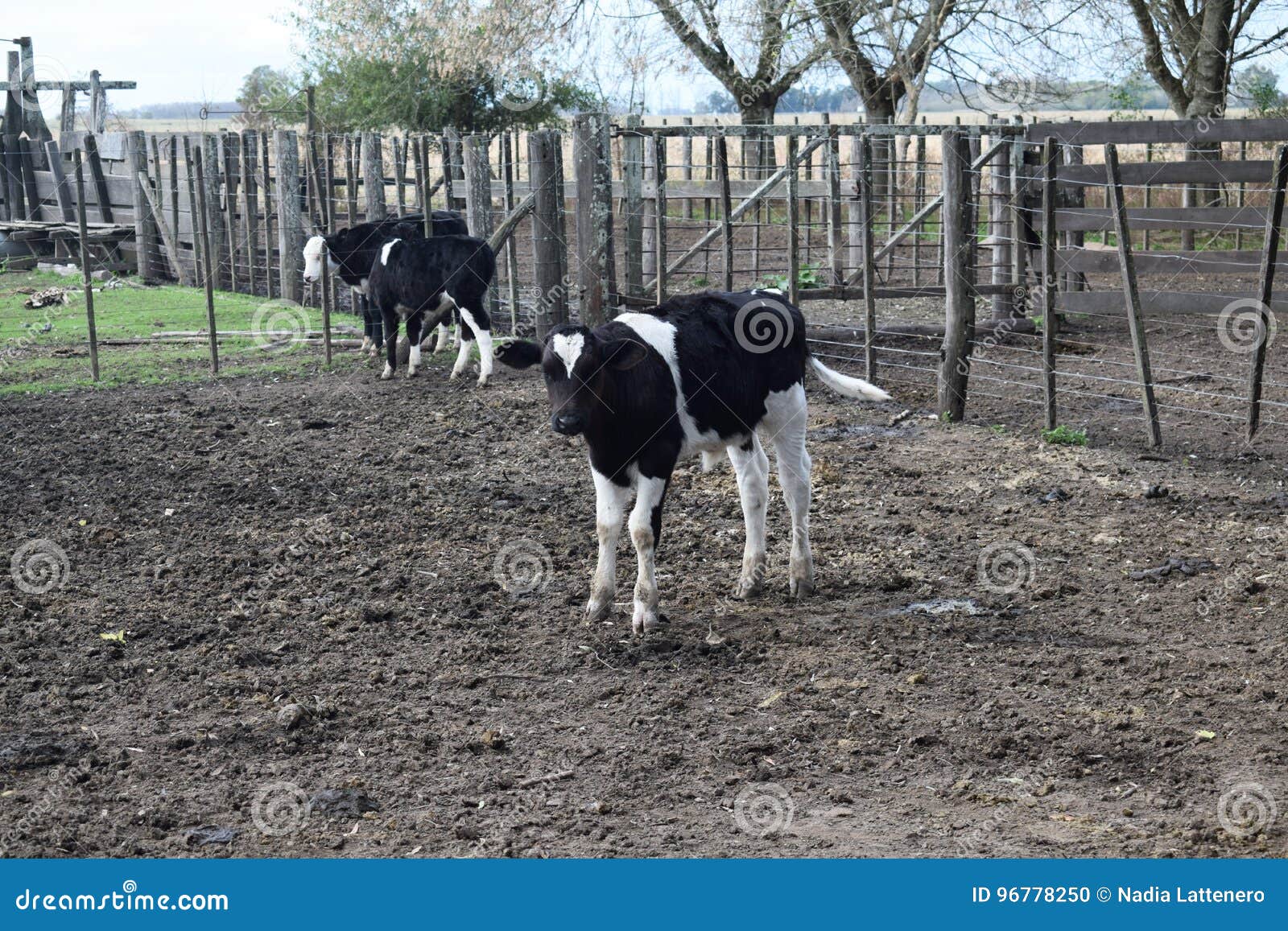 A Calf Standing and Looking at the Camera. Stock Photo - Image of ...