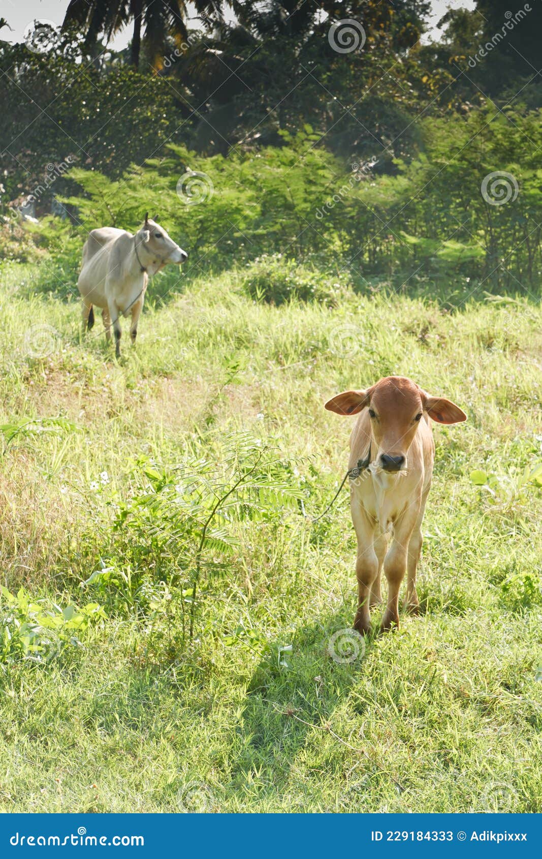 Cow and its cubs stock image. Image of countryside, animal - 229184333