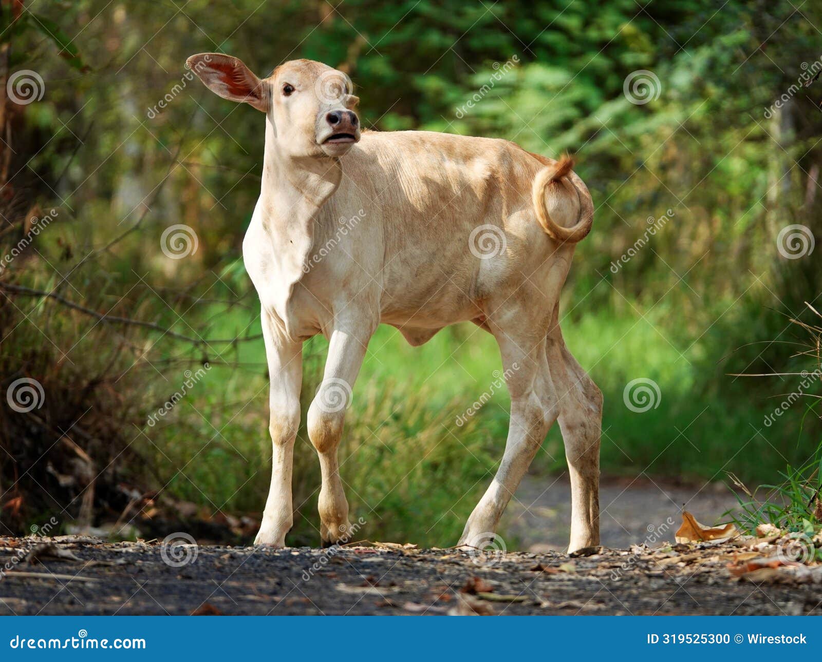 Calf Standing on a Road in the Midst of a Forest Stock Photo - Image of ...