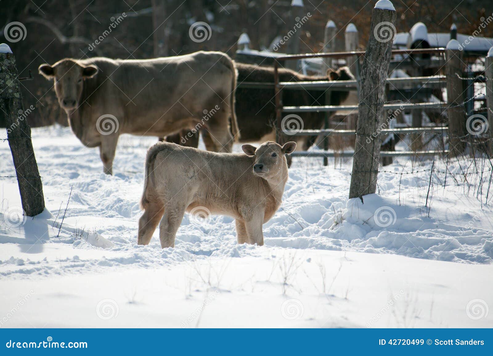 Calf stock image. Image of white, wildlife, outdoors - 42720499
